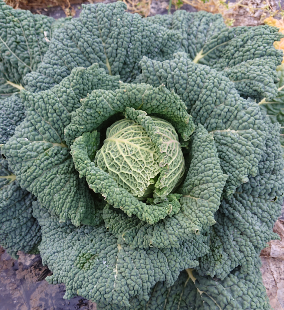 Chou Vert l'unité - Mr.