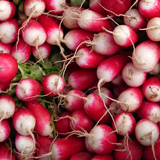 Radis Rose-la botte - Mr.